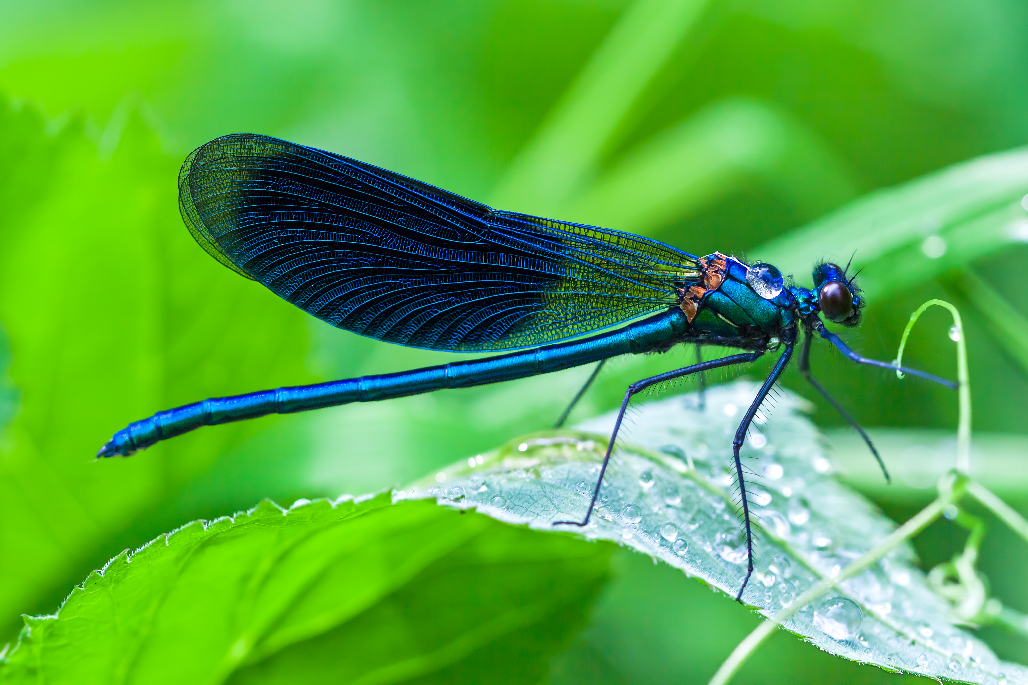 Danny Dragonfly – The Grubs